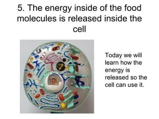Energy flow in_the_cell_presentation_teacher_version | PPT