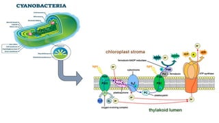Energy from visible radiation-Cyanobacteria | PPTX