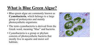 Energy from visible radiation-Cyanobacteria | PPT