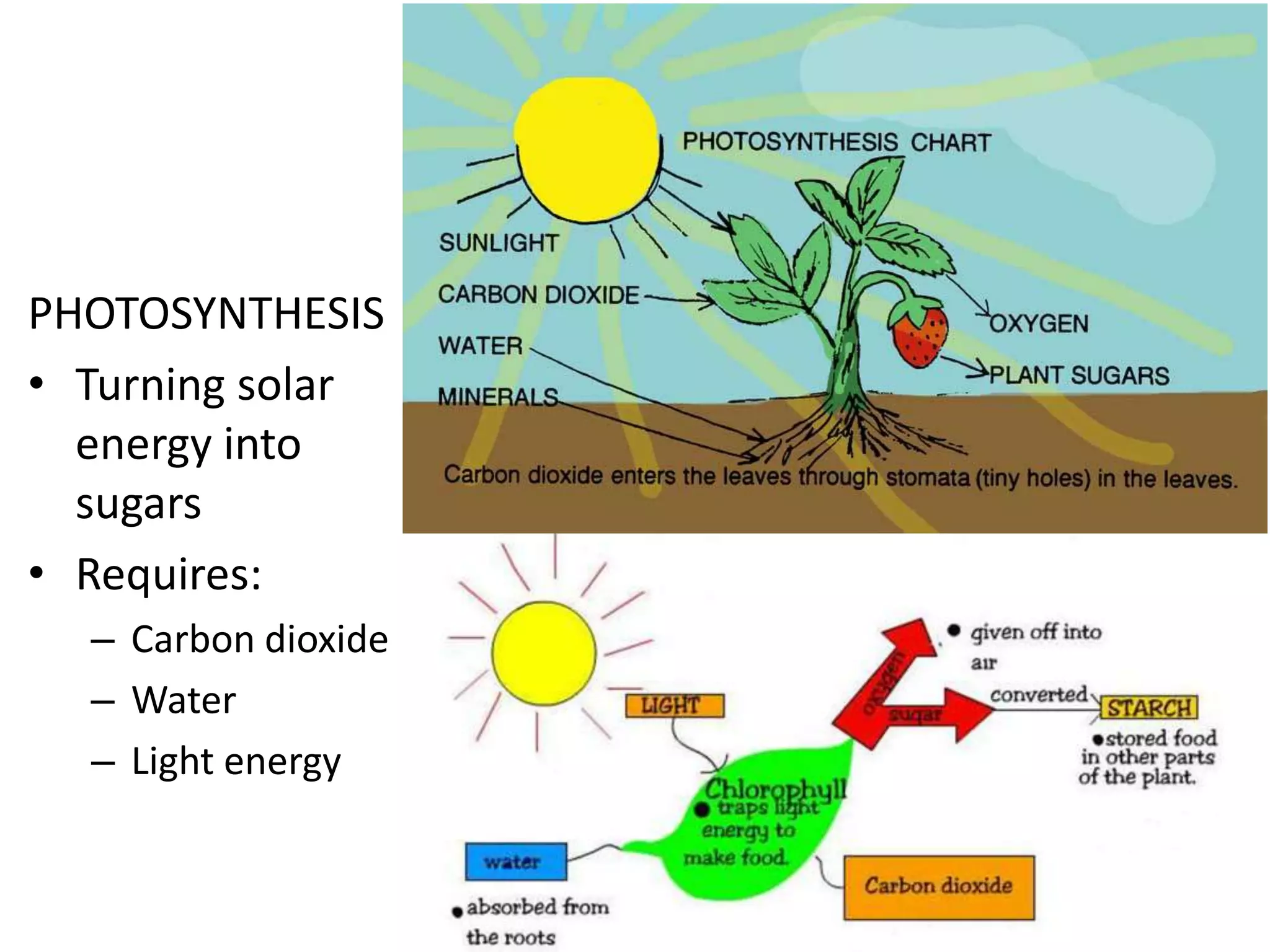Energy in cells | PPT