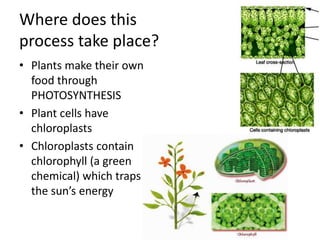 Energy in cells | PPTX