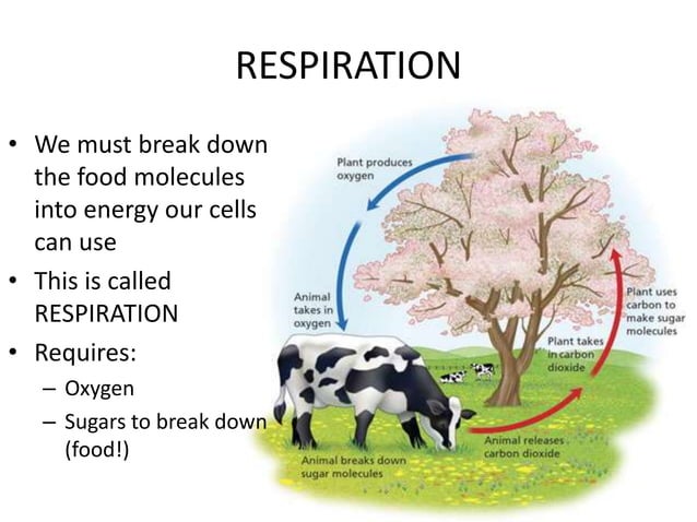 Energy in cells | PPT