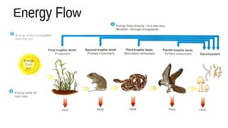 ENERGY IN ECOSYSTEM, food chain, energy pyramids.pptx