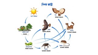 ENERGY IN ECOSYSTEM, food chain, energy pyramids.pptx