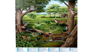 ENERGY IN ECOSYSTEM, food chain, energy pyramids.pptx