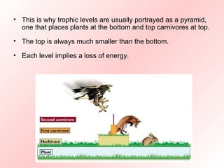 Energy in ecosystem new | PPT