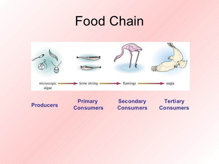 Energy in ecosystem new