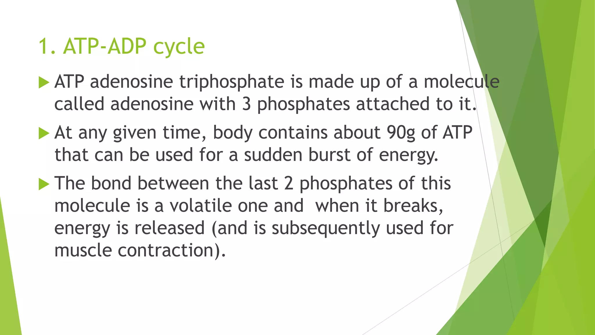 Energy metabolism in sports nutrition | PPTX