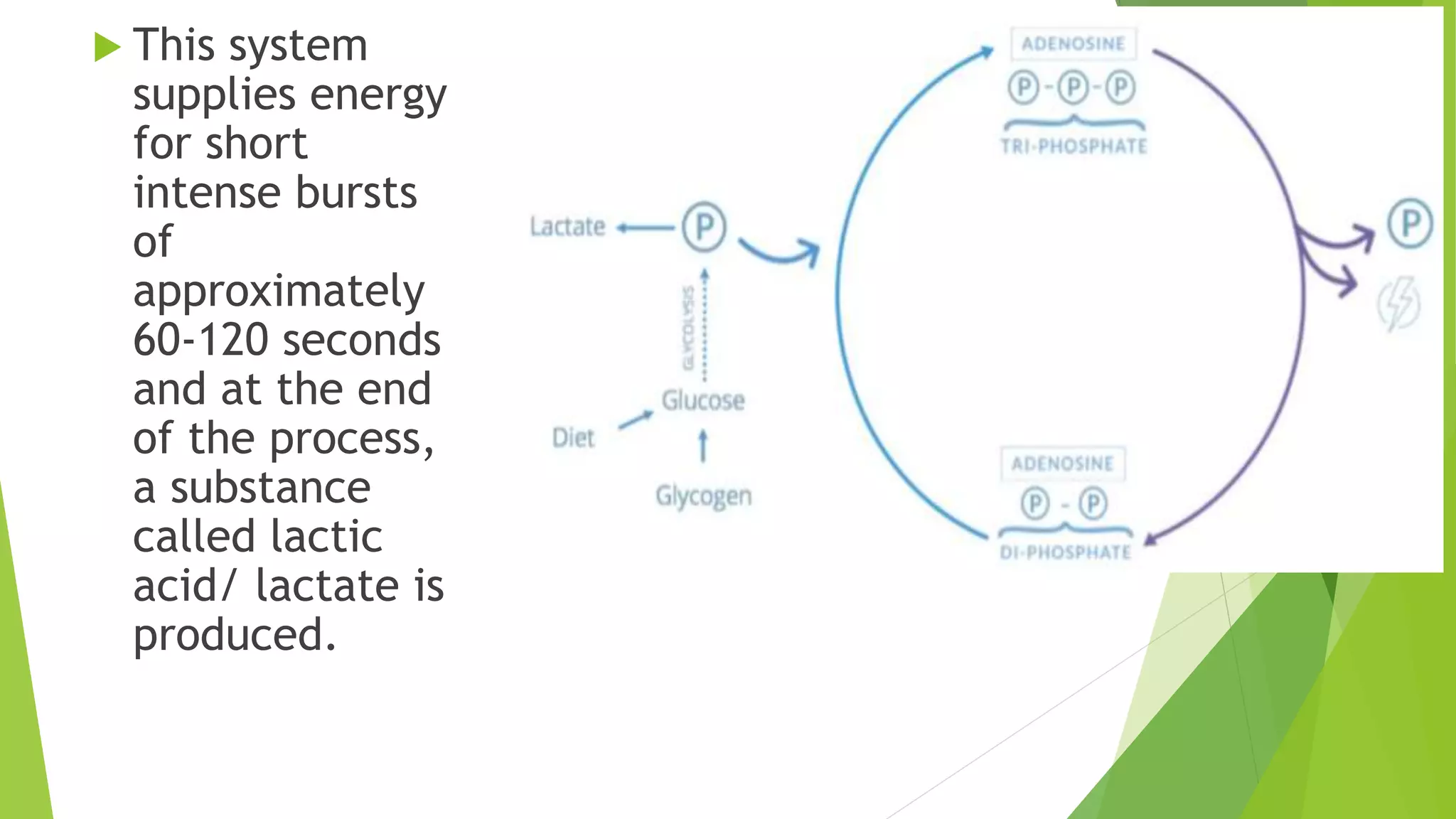 Energy metabolism in sports nutrition | PPTX