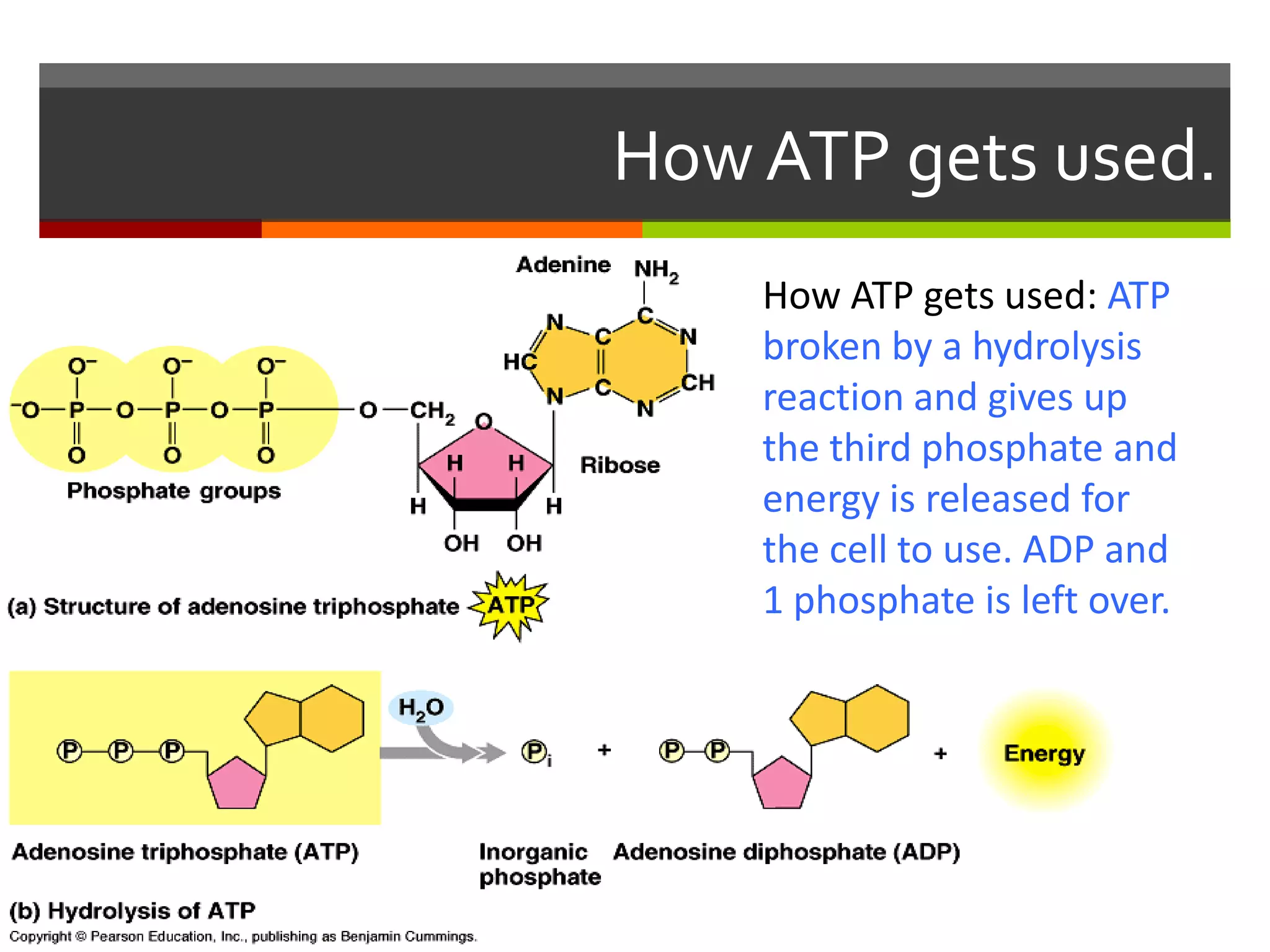 Energy Molecules | PPTX