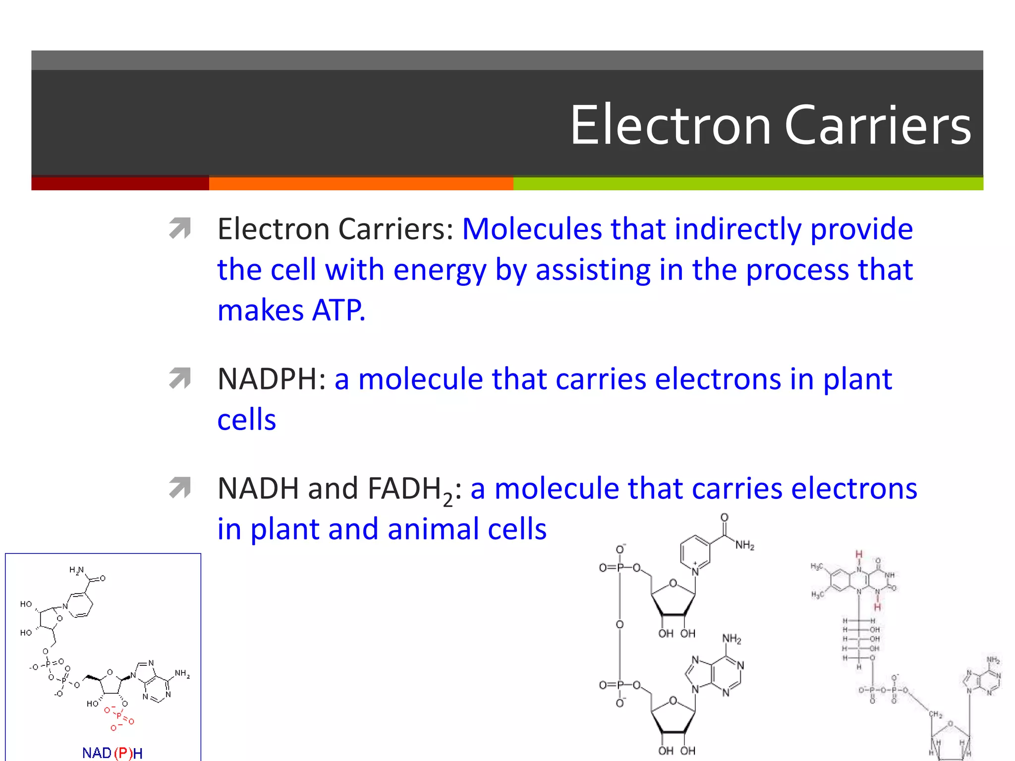 Energy Molecules | PPTX