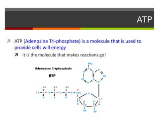 Energy Molecules | PPTX