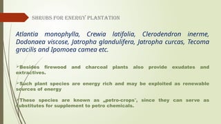 Energy Plantation for Agroforestry .pptx