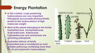 Energy Plantation for Agroforestry .pptx