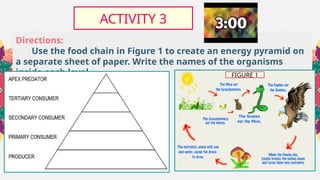 Food Chain and Food Web with energy pyramid concepts | PPTX