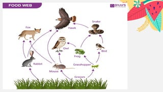 Food Chain and Food Web with energy pyramid concepts | PPTX
