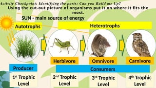Food Chain and Food Web with energy pyramid concepts | PPT