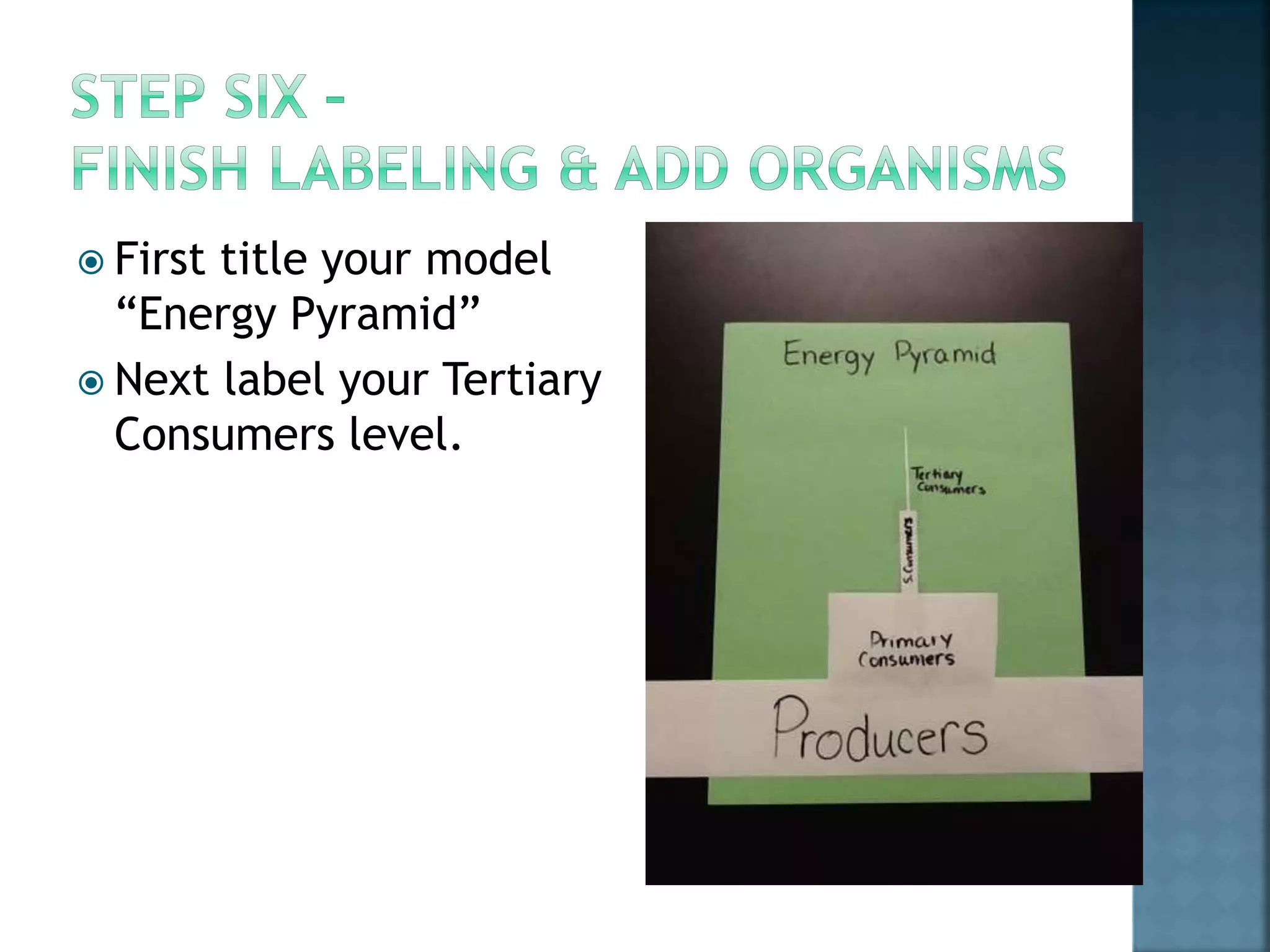 Energy Pyramid Activity | PPT