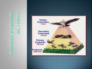 Energy Pyramid Activity | PPT