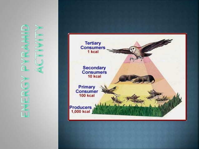 Energy Pyramid Activity | PPT