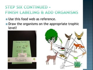 Energy Pyramid Activity | PPT