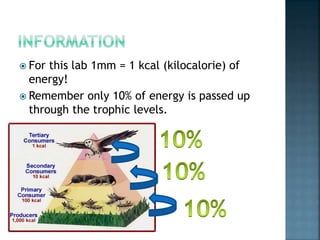 Energy Pyramid Activity | PPT