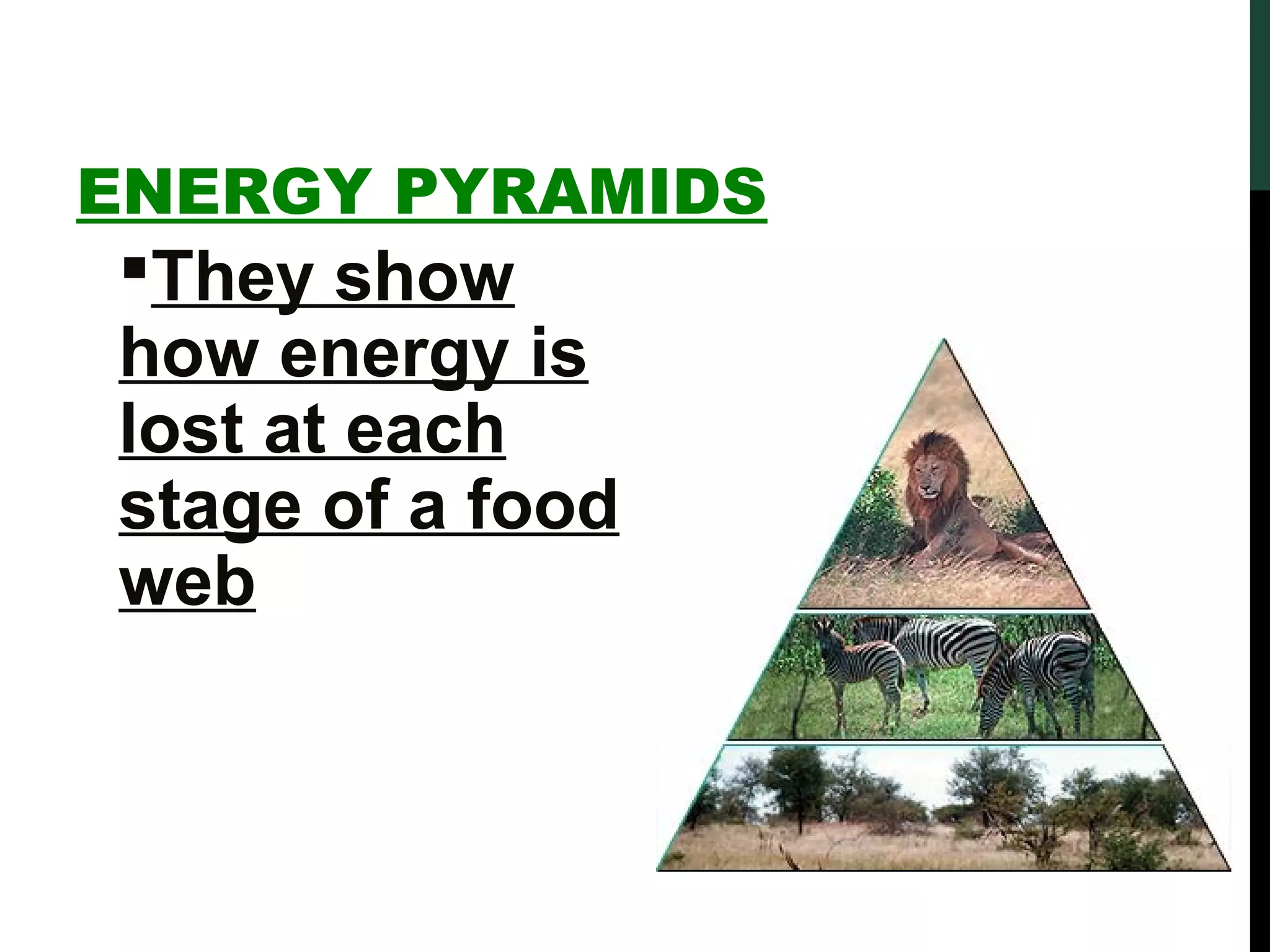 Energy pyramid lesson | PPT