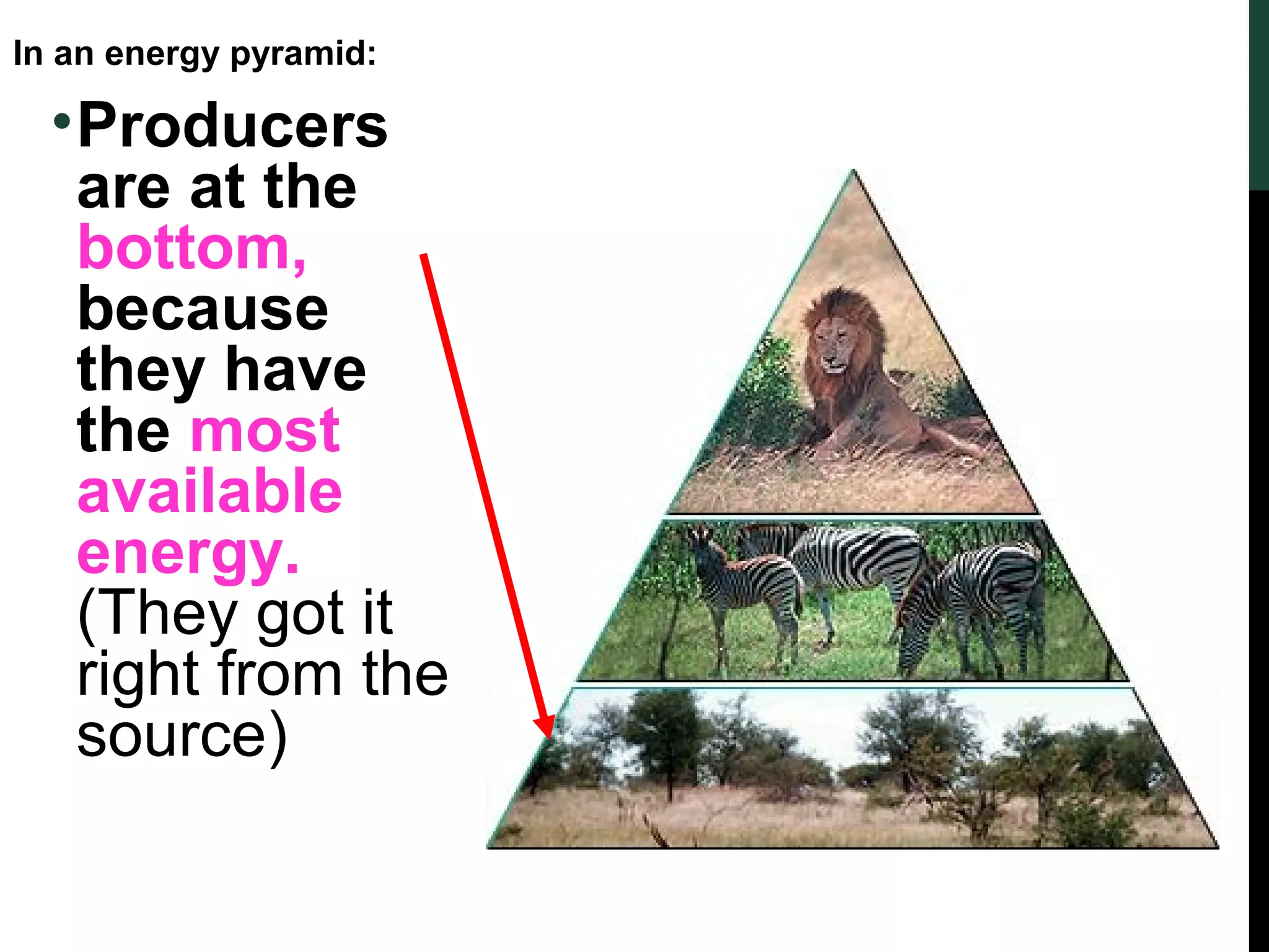 Energy pyramid lesson | PPT