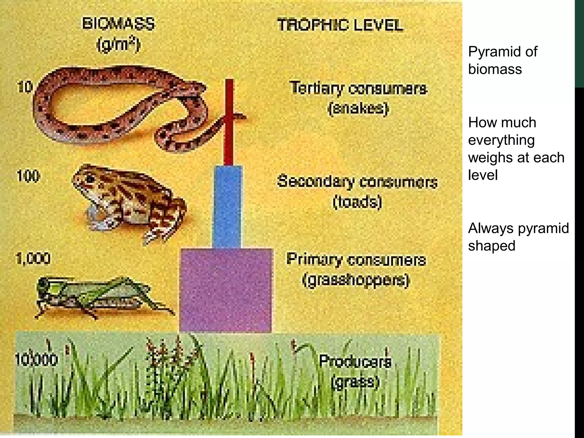 Energy pyramid lesson | PPT