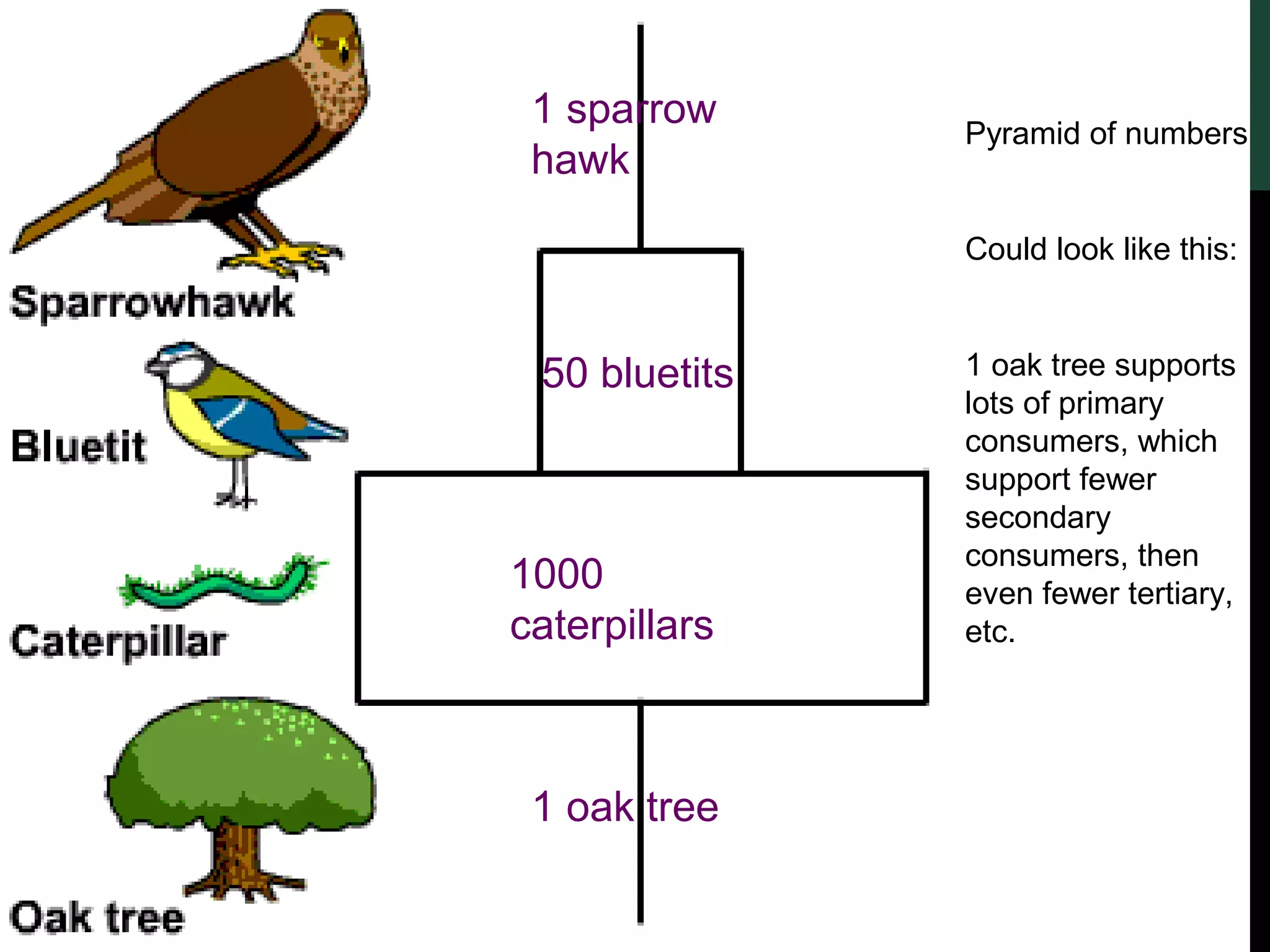 Energy pyramid lesson | PPT