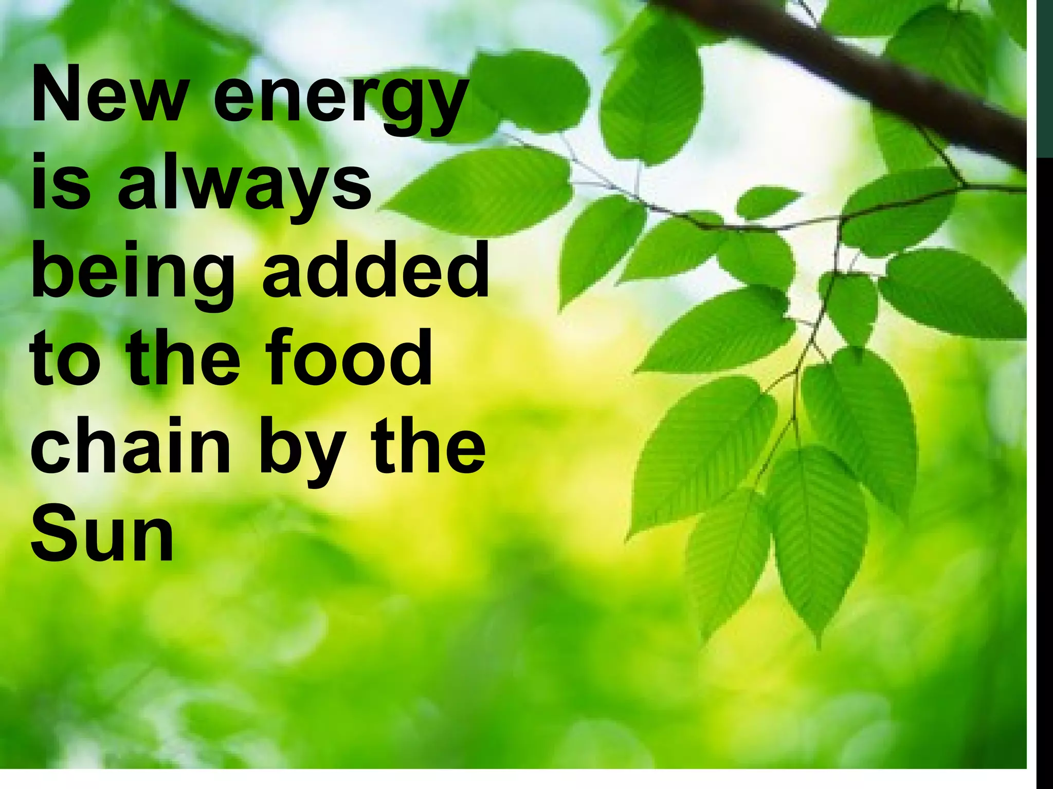 Energy pyramid lesson | PPT