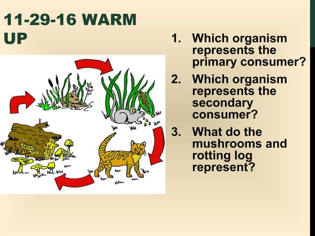 Energy pyramid lesson | PPT