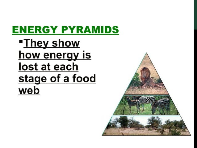 Energy pyramid lesson | PPT