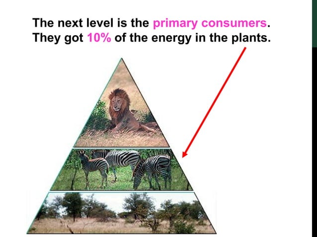 Energy pyramid lesson | PPT