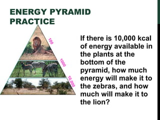 Energy pyramid lesson | PPT