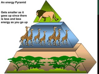 Energy pyramid lesson | PPT