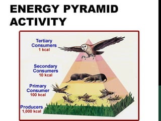 Energy pyramid lesson | PPT