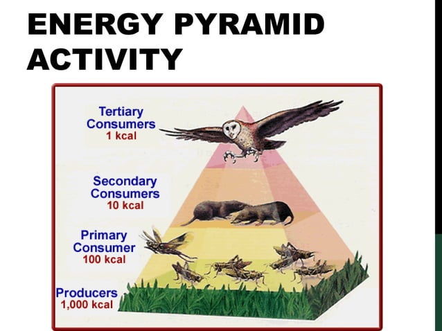 Energy pyramid lesson | PPT
