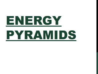 Energy pyramid lesson | PPT
