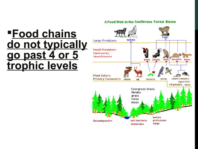 Energy pyramid lesson | PPT