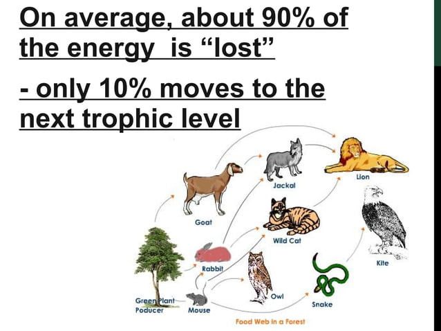 Energy pyramid lesson | PPT