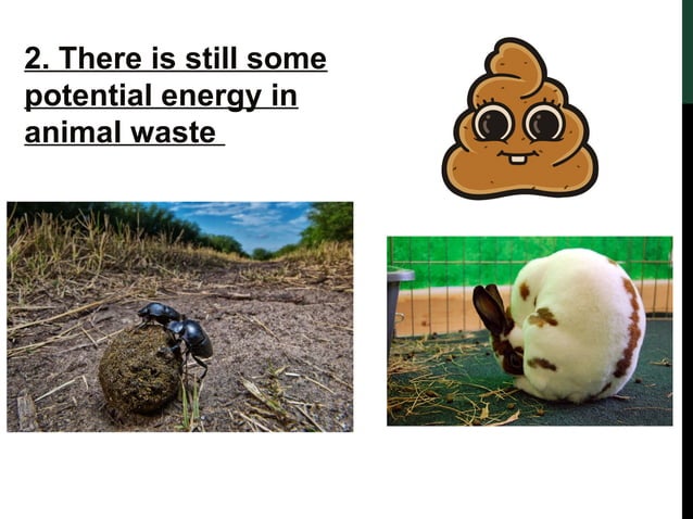 Energy pyramid lesson | PPT