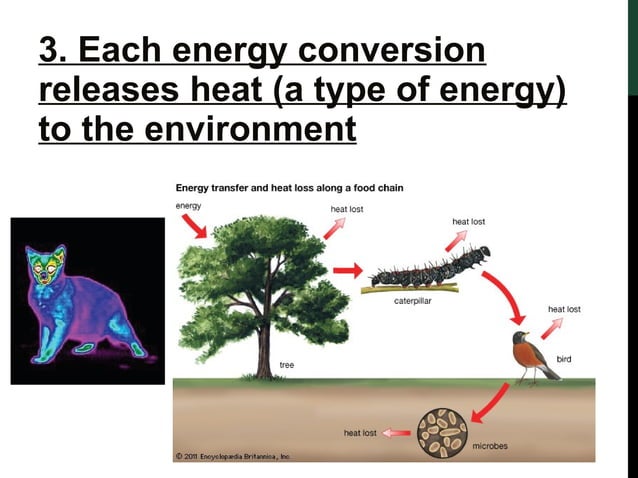 Energy pyramid lesson | PPT