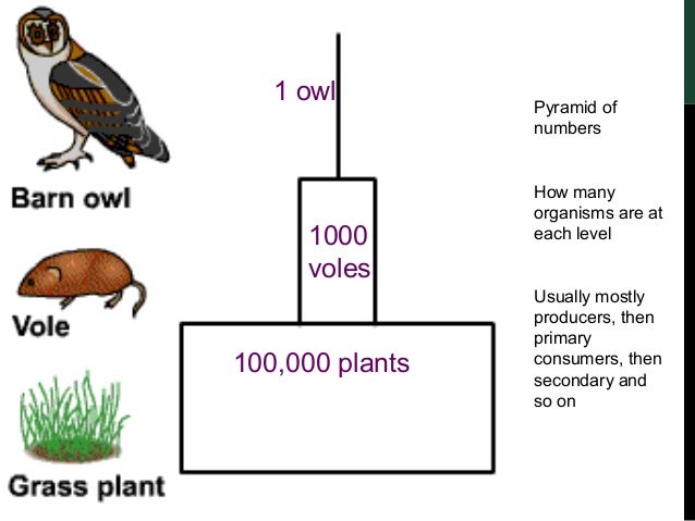 Barn Owl Energy Pyramid
