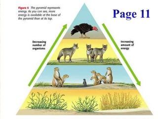 Grassland Energy Pyramid