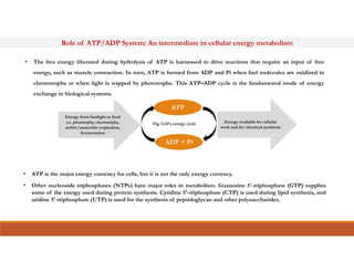 Energy rich compounds.pdf