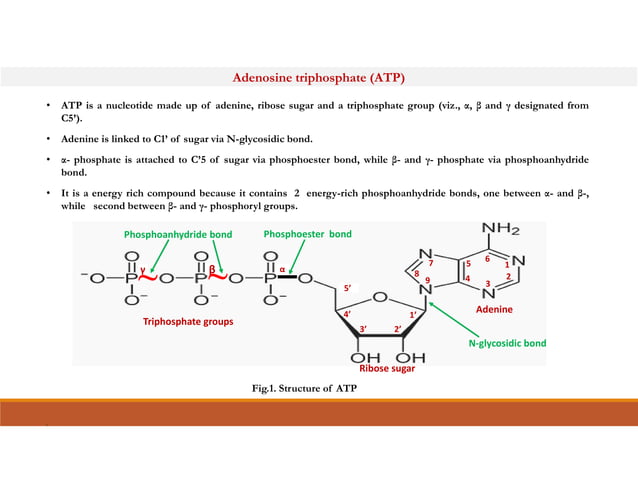 Energy rich compounds.pdf