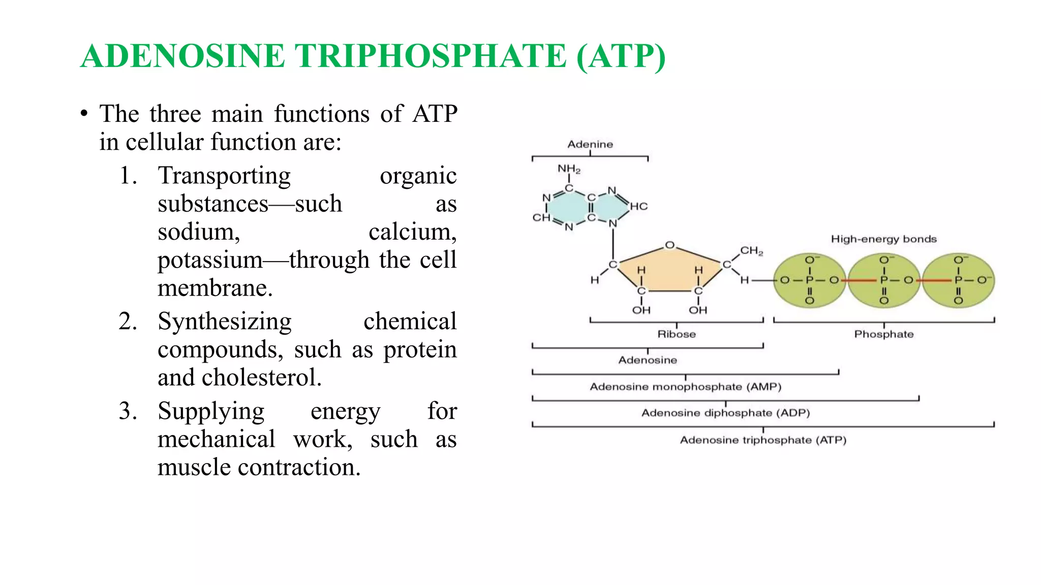 Energy rich compounds.pptx