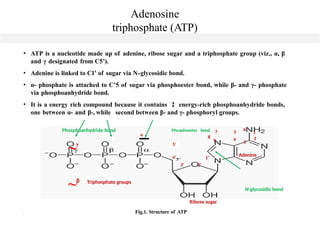 Energy rich compounds| High-Energy Bonds| ATP.pptx