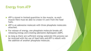 ATP Energy System | PPTX